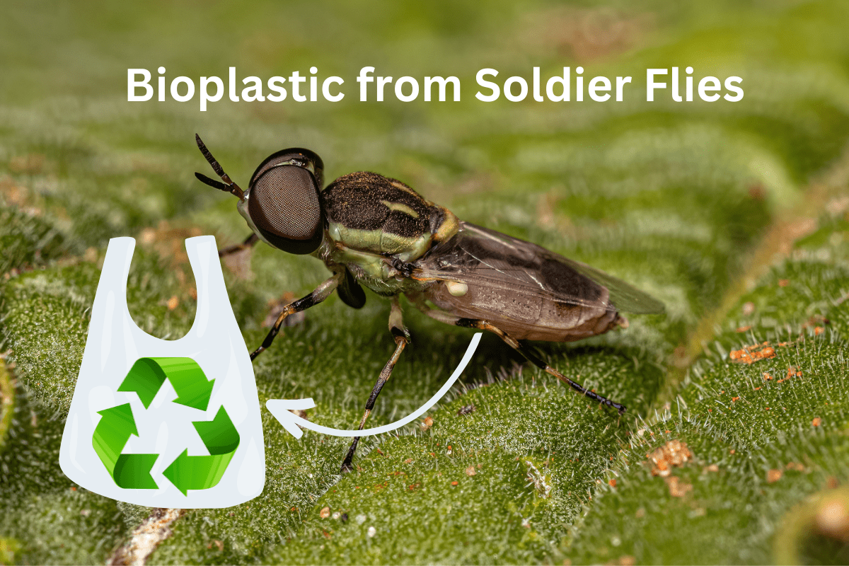 ACS Scientists Generate Bioplastic from Soldier Flies - Energy Theory