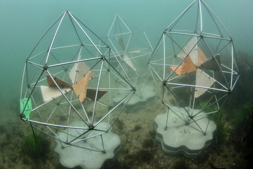 Reef Design Lab's Eco-Conscious Concrete Shells Safeguards Marine ...