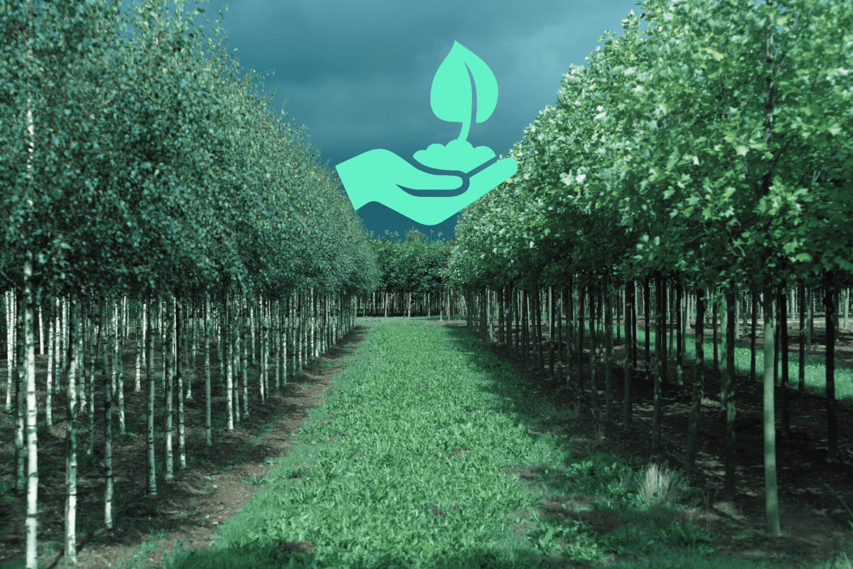 Flour and Oat-based Biohydrid Robot Could be Helpful in Reforestation ...