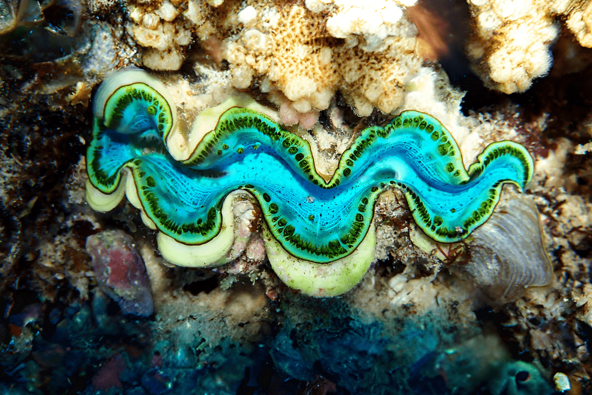 Giant Clams Can Make Solar Energy More Efficient, says researchers ...