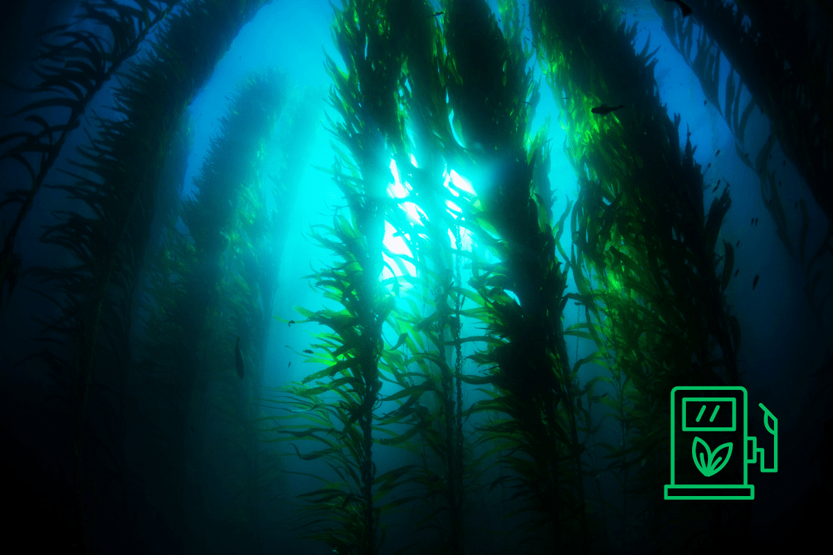 Creating Low-Carbon Fuels with Microalgae from Wastewater and Seawater ...